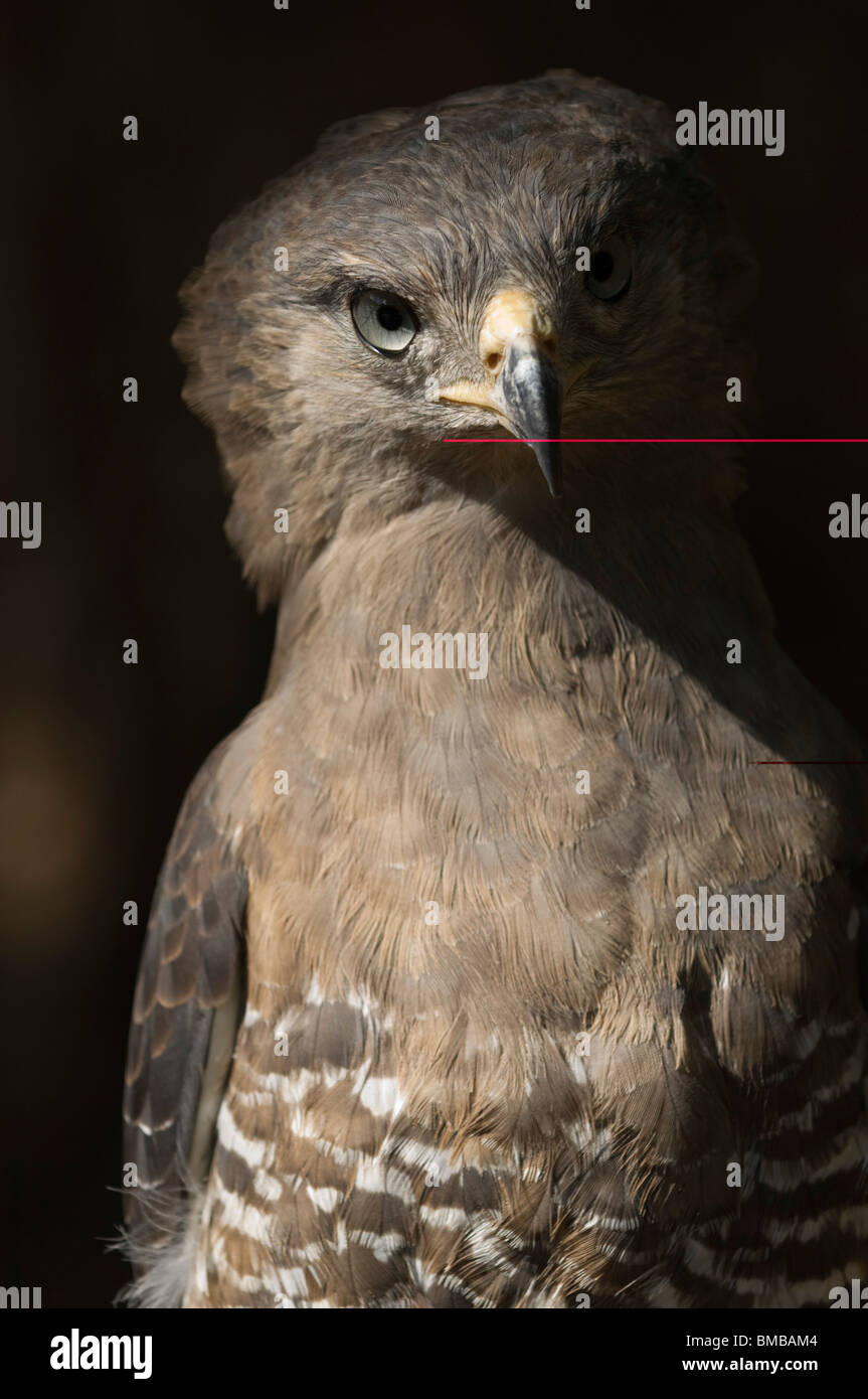 Southern banded snake eagle ( Circaetus fasciolatus), Kenya Stock Photo ...