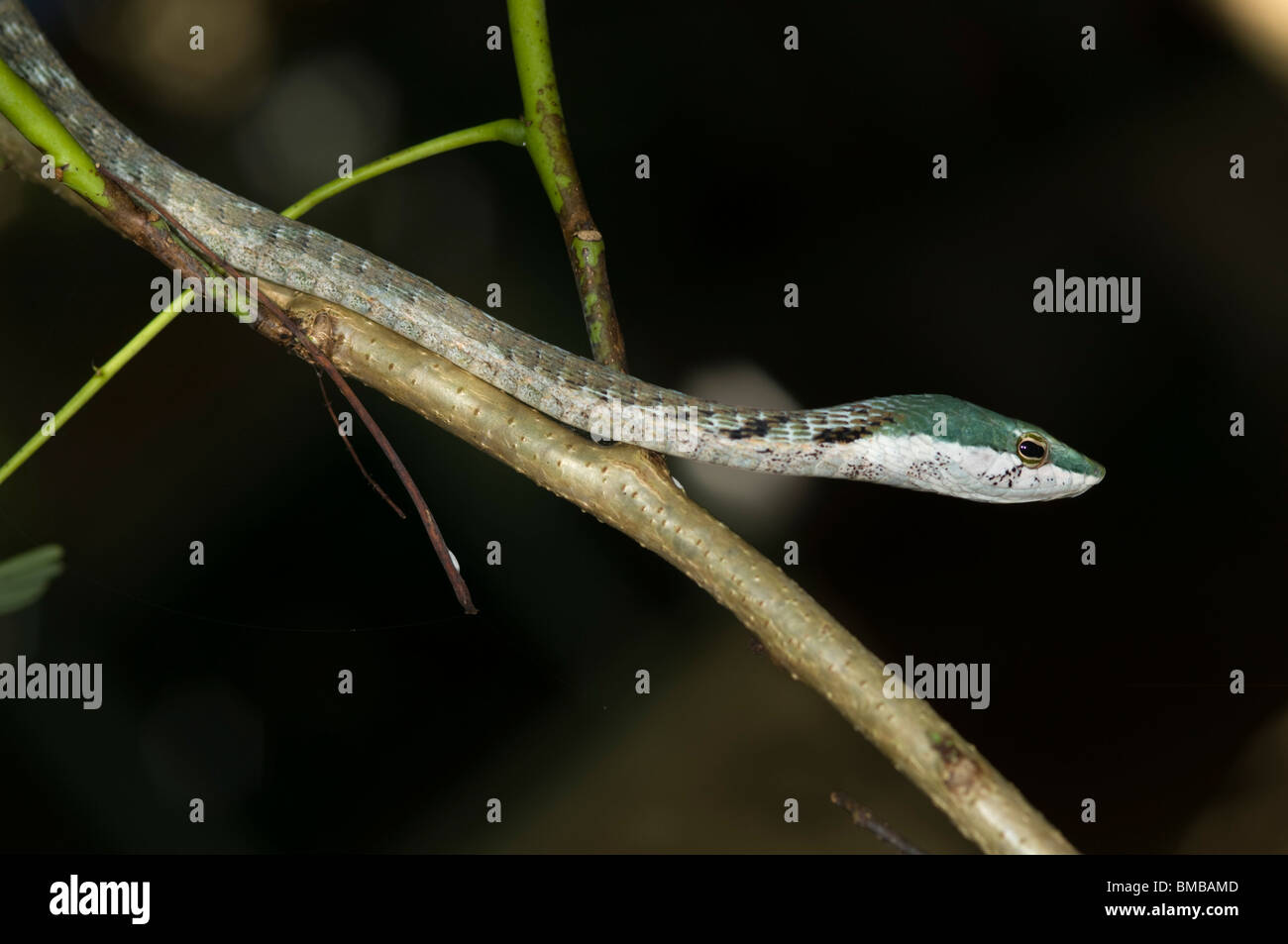 Savanna vine snake hi-res stock photography and images - Alamy