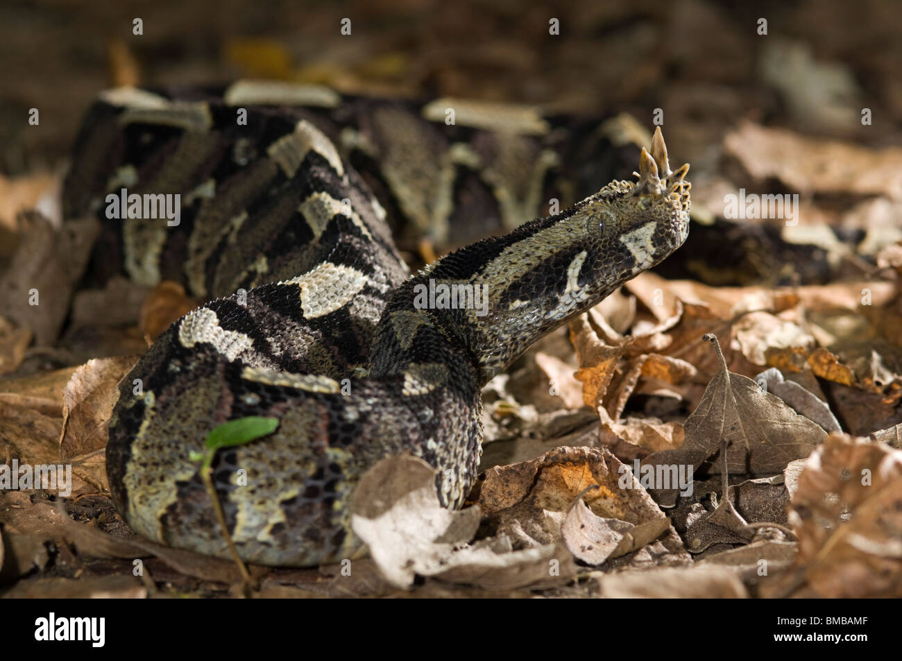Rhinoceros viper (Bitis nasicornis), Kenya Stock Photo - Alamy