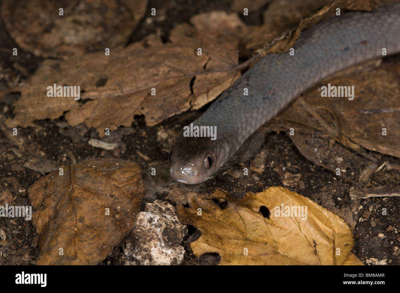 Egg Eater Snake High Resolution Stock Photography and Images - Alamy