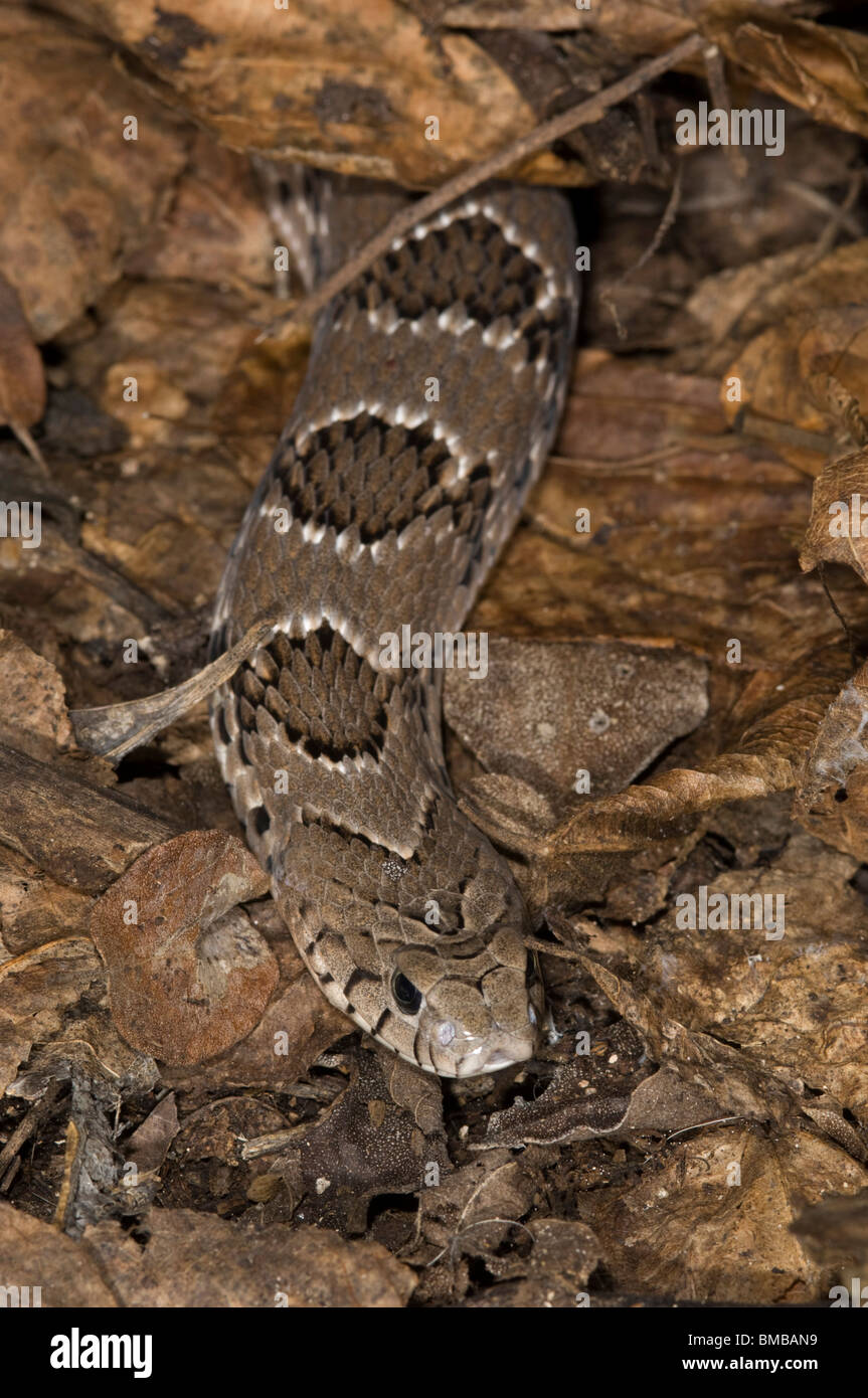 Rhombic night adder ( Causus rhombeatus), Kenya Stock Photo - Alamy