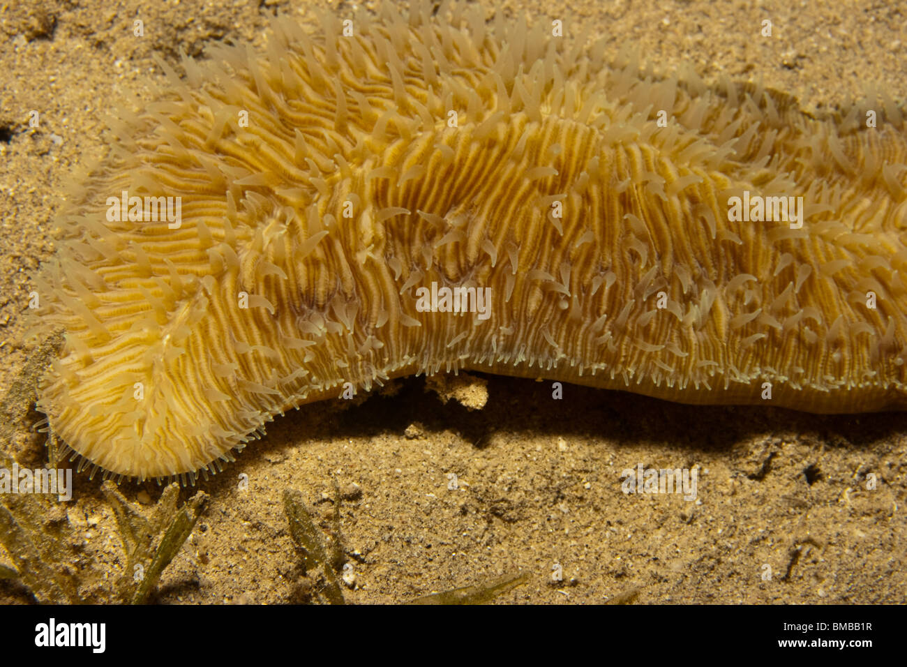 Sandalolitha africana hi-res stock photography and images - Alamy