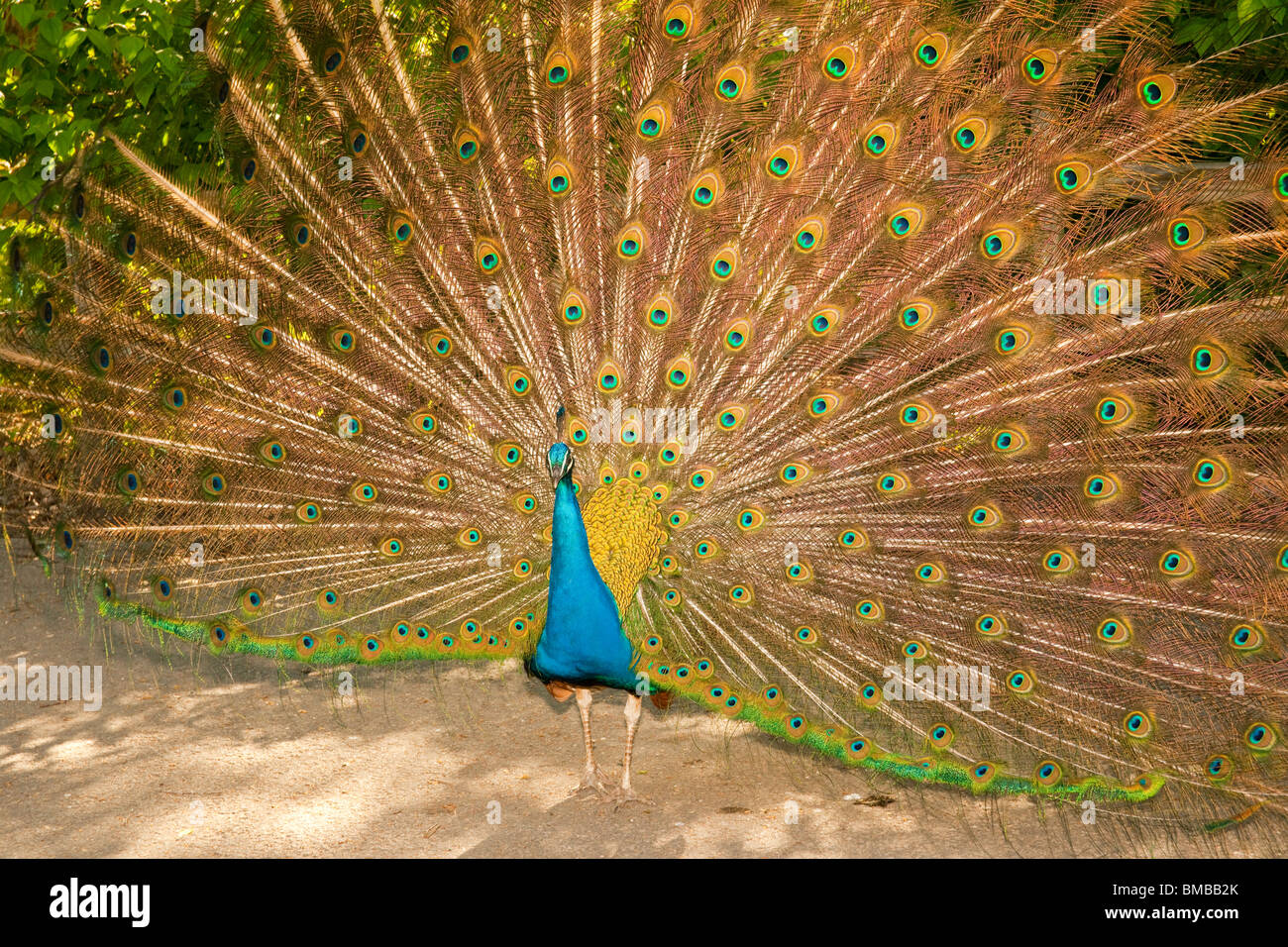 Detail of peacock displaying tail feathers and body Stock Photo - Alamy