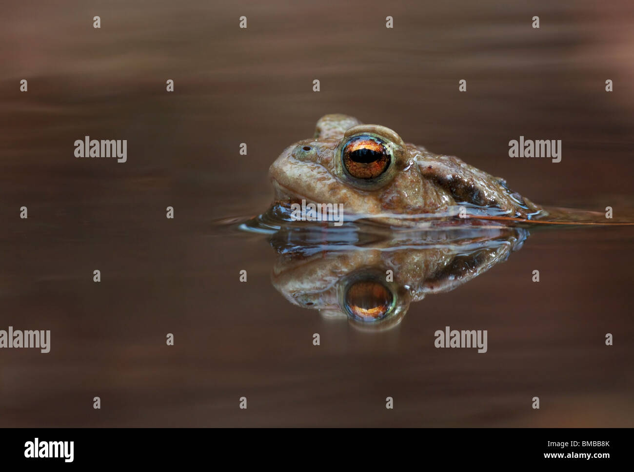 Common toad reflection in the water surface of a pond Stock Photo - Alamy