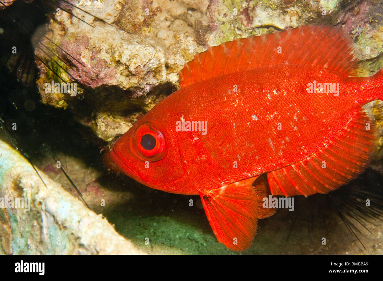 Priacanthus hamrur (Moontail bullseye Stock Photo - Alamy