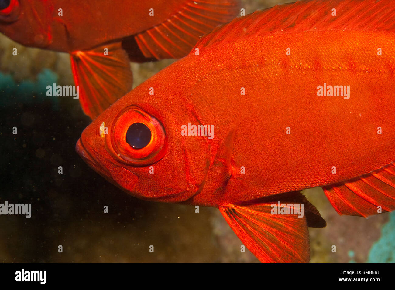 Priacanthus hamrur (Moontail bullseye Stock Photo - Alamy