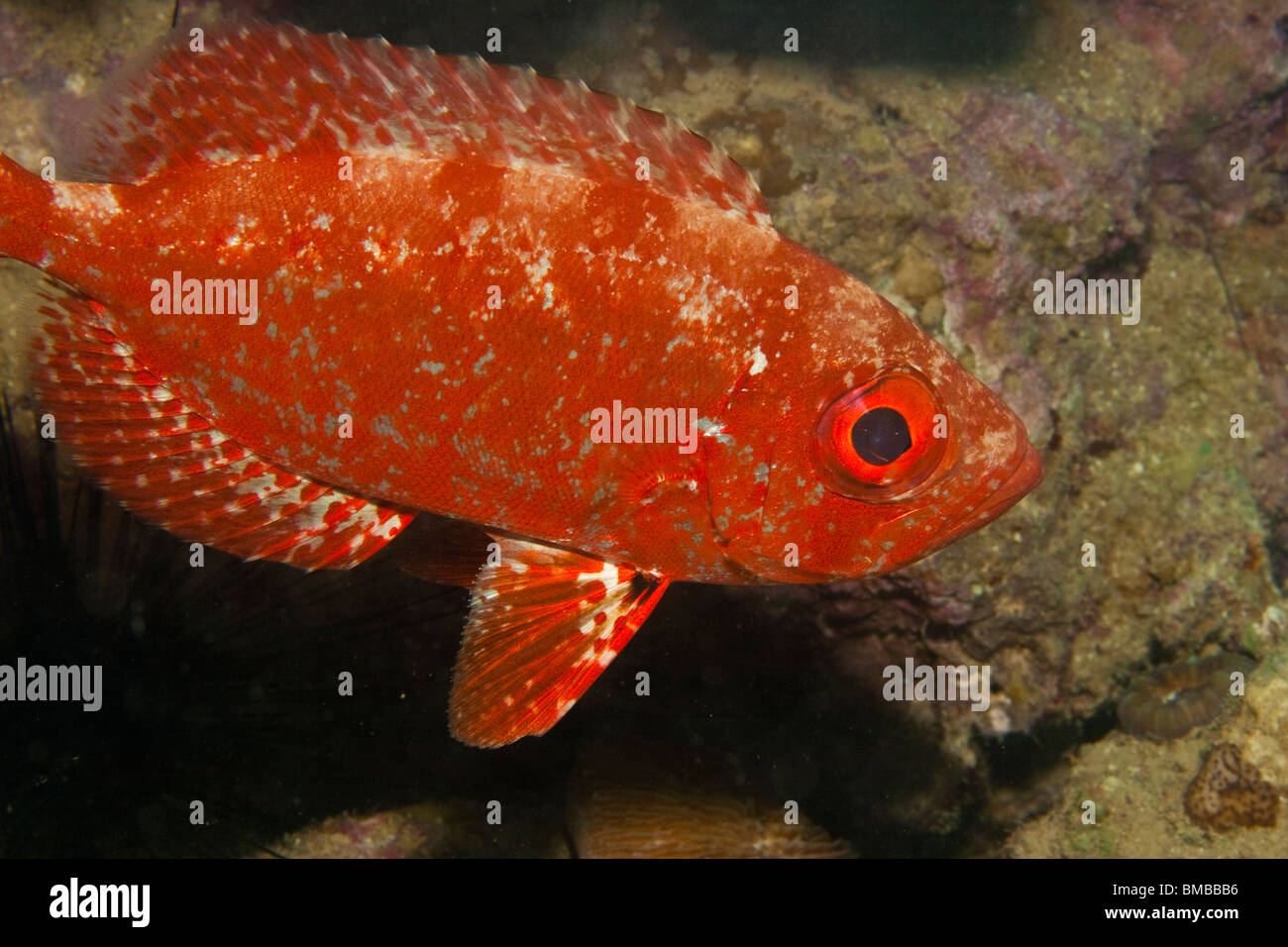 Priacanthus hamrur (Moontail bullseye Stock Photo - Alamy