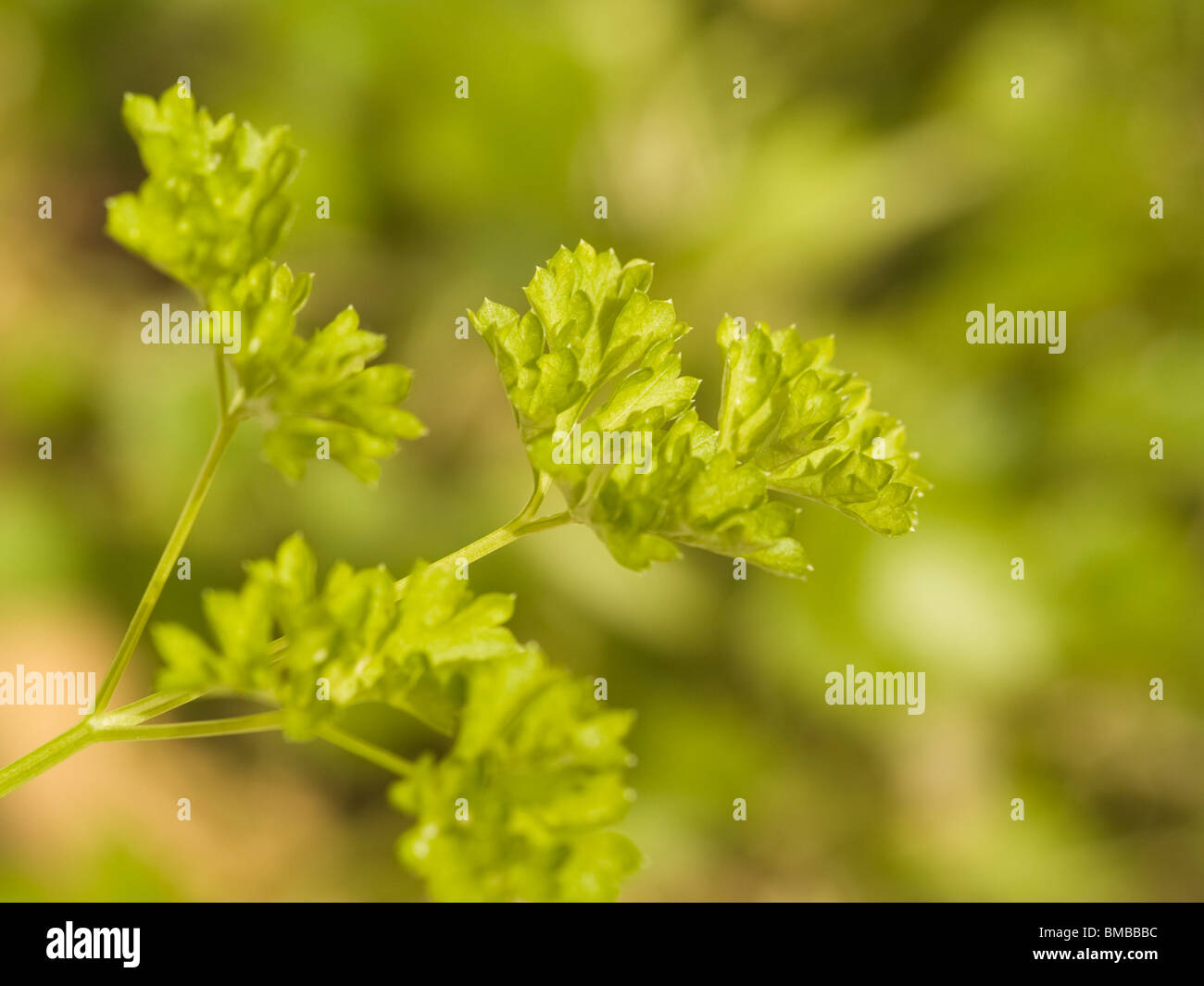 Parsley and leaf hi-res stock photography and images - Alamy