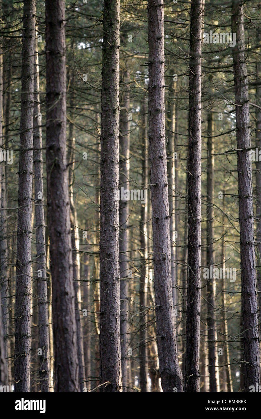 Trees in winter Stock Photo - Alamy