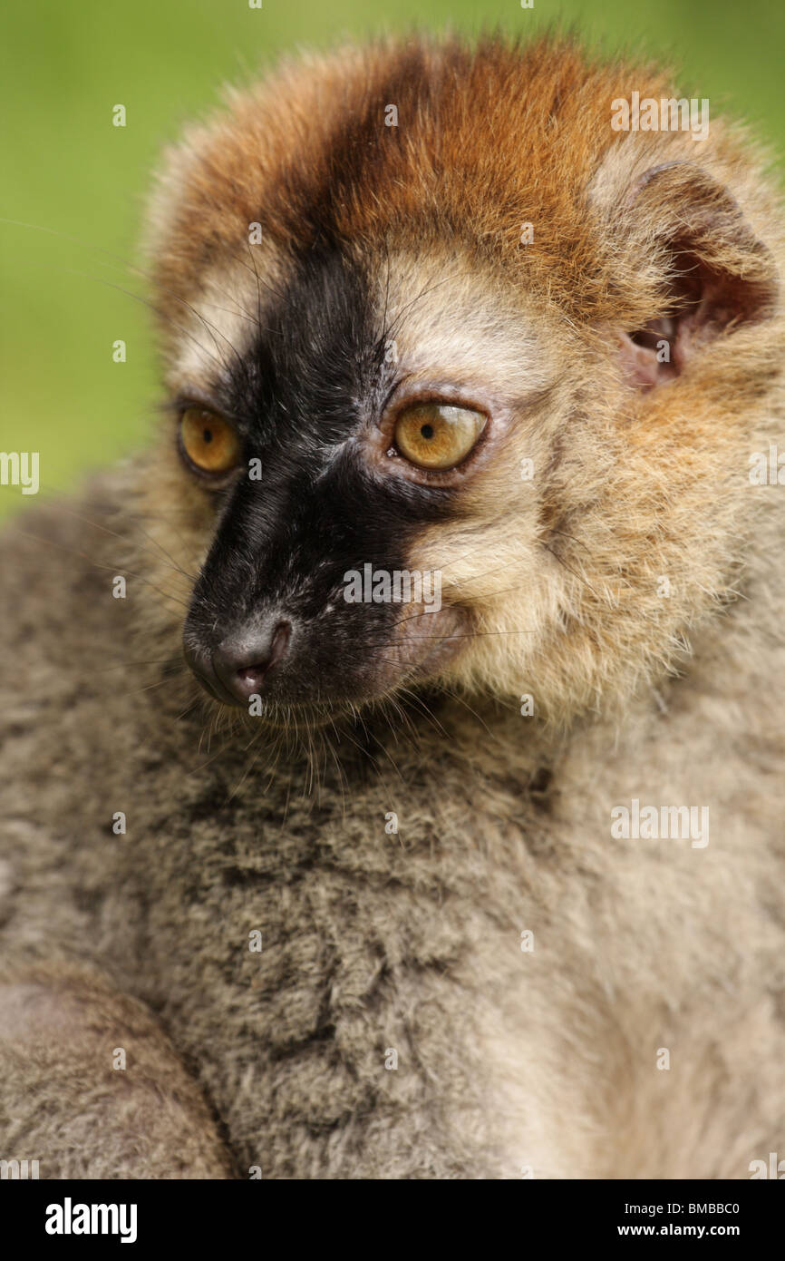 Red fronted Lemur at a UK zoo Stock Photo - Alamy