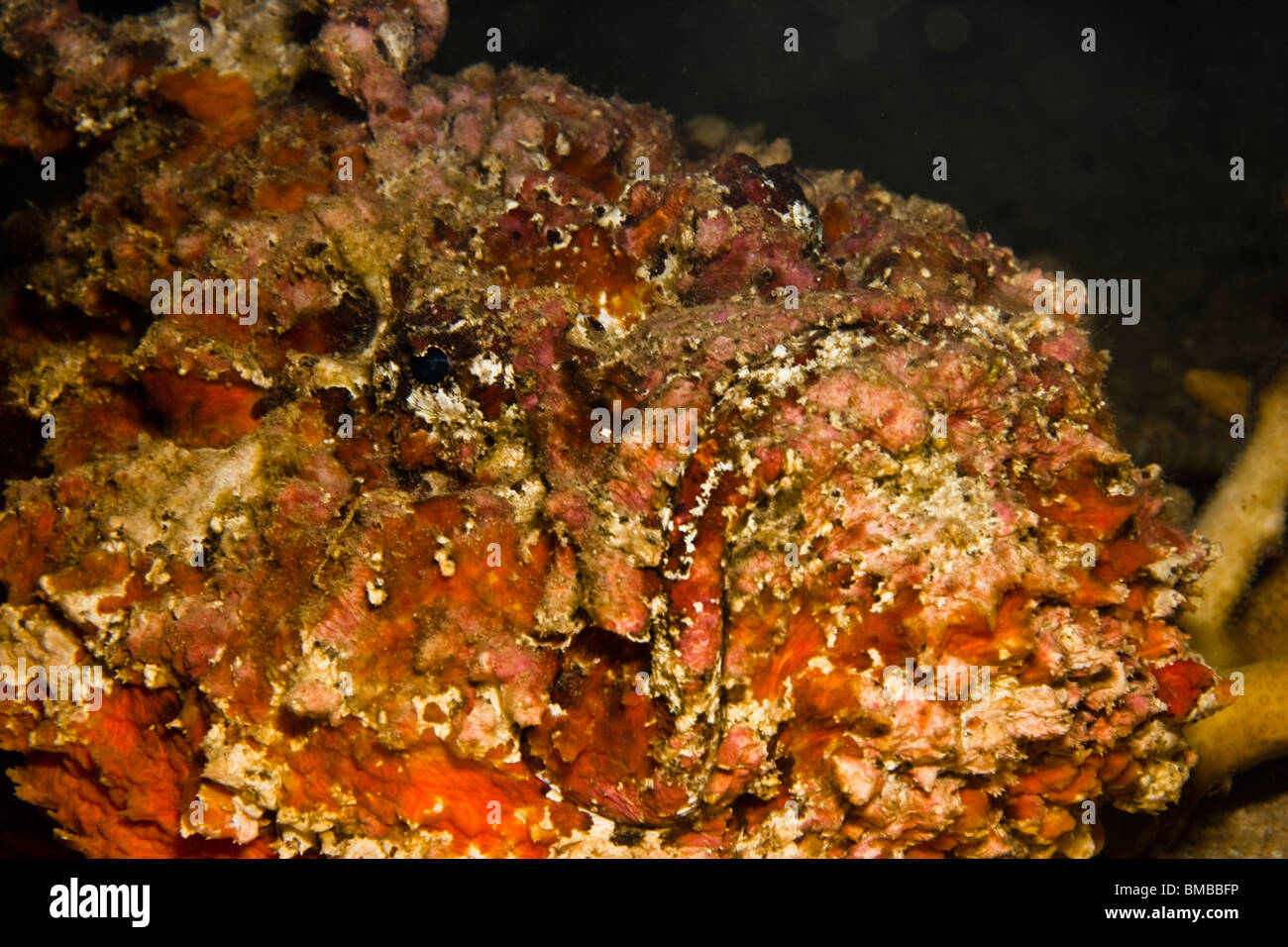 Stonefish (Synanceia verrucosa Stock Photo - Alamy