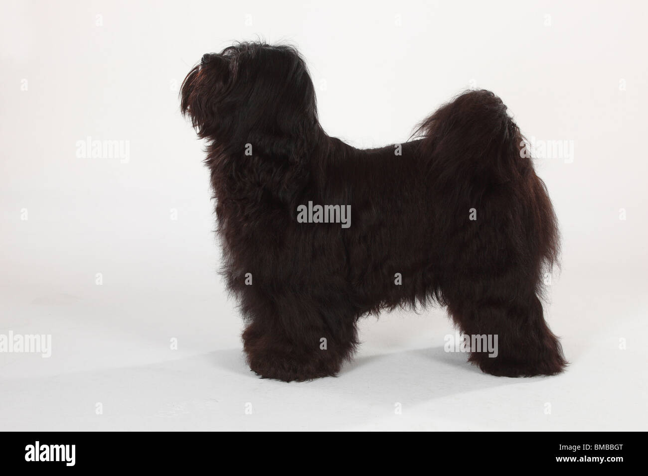 Tibetan side hi-res stock photography and images - Alamy