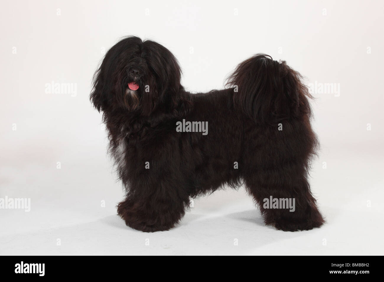 Tibetan Side High Resolution Stock Photography and Images - Alamy