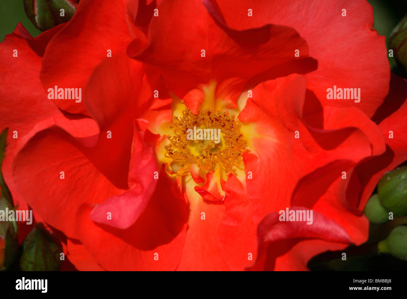 Close up of a single red rose flower Stock Photo - Alamy