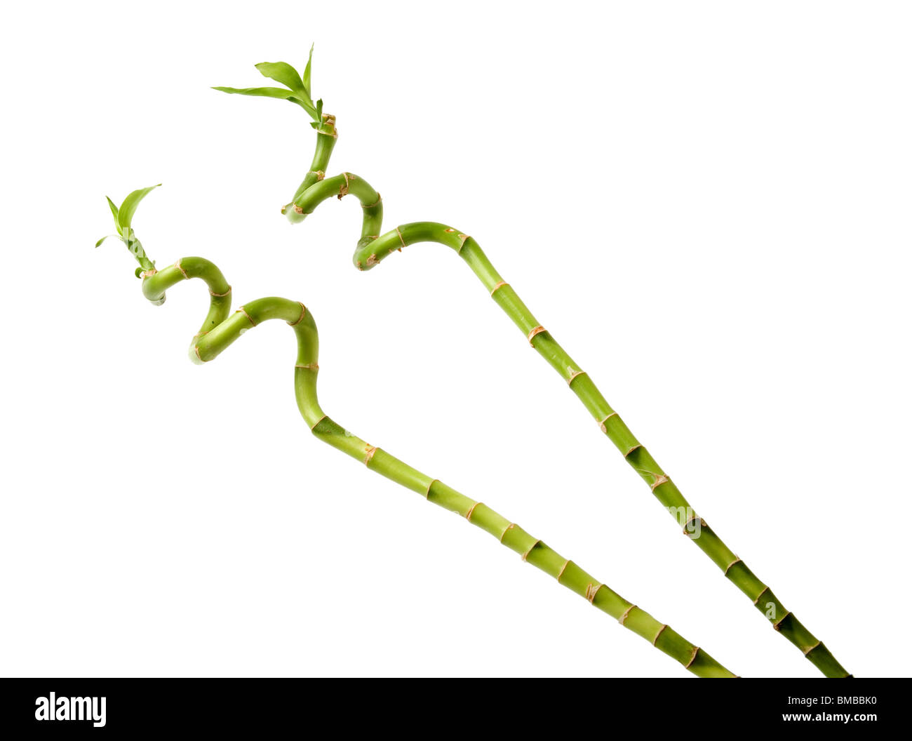 Two bamboo stems hi-res stock photography and images - Alamy