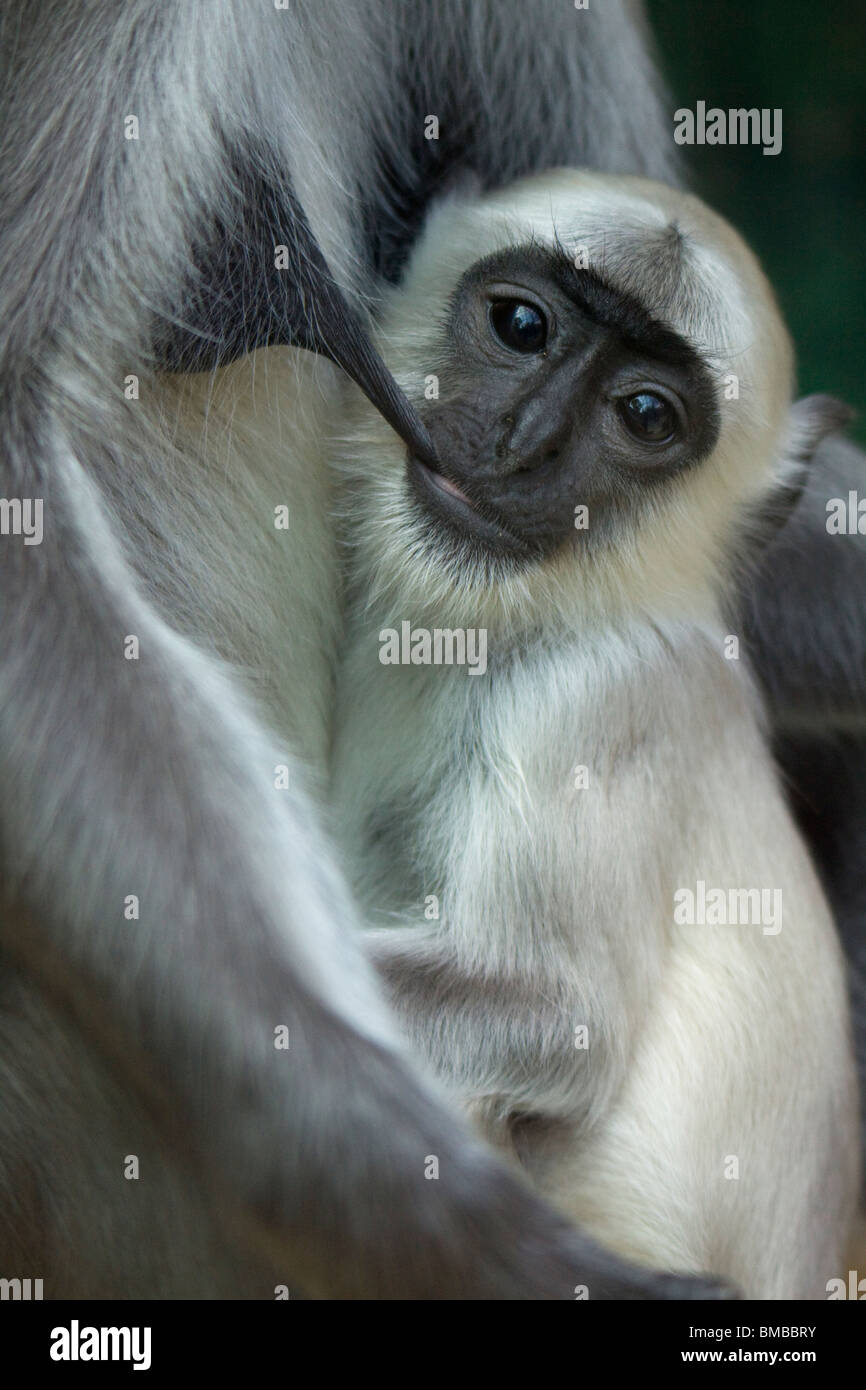 Baby gray langurs hi-res stock photography and images - Alamy