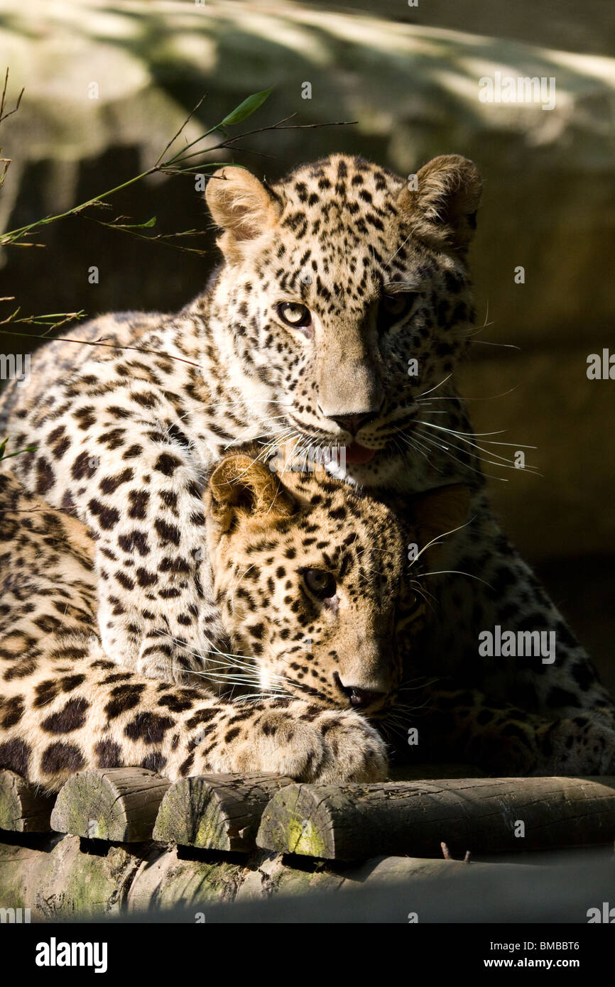 Iranian Leopard Stock Photos & Iranian Leopard Stock Images - Alamy
