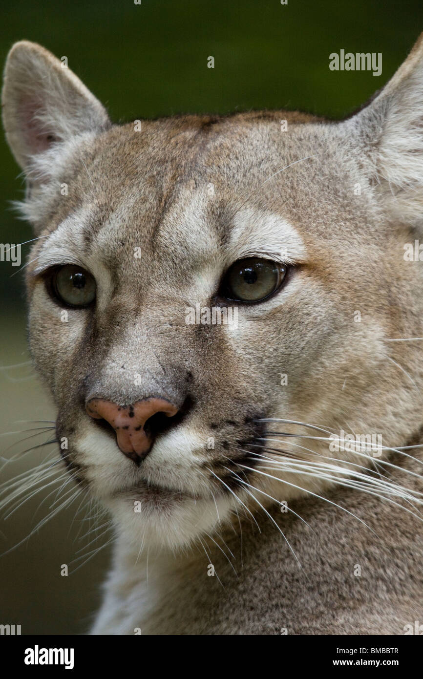Cougar (Puma concolor Stock Photo - Alamy