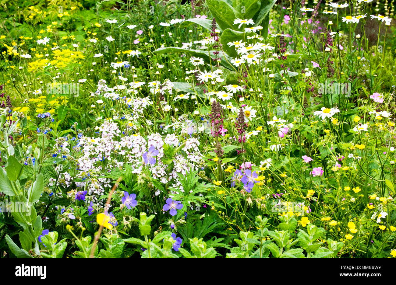 Wild flower garden england hi-res stock photography and images - Alamy