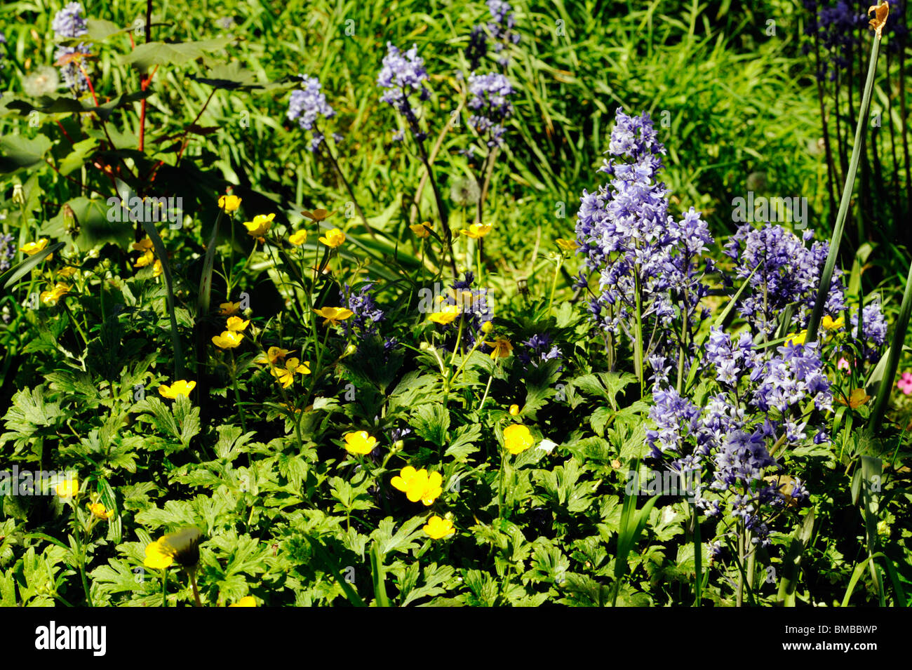 Roadside weeds hi-res stock photography and images - Alamy
