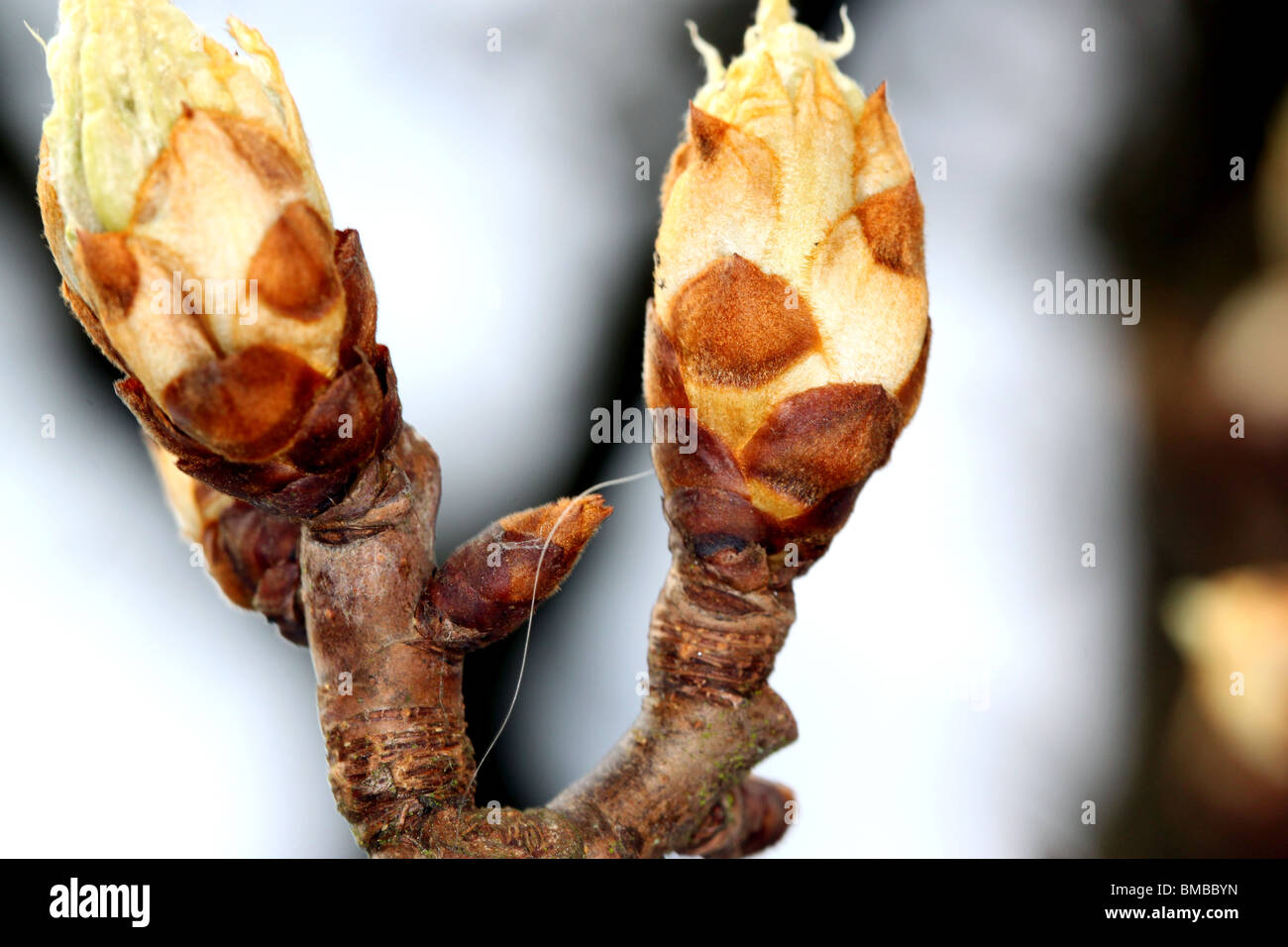 Pear buds hi-res stock photography and images - Alamy