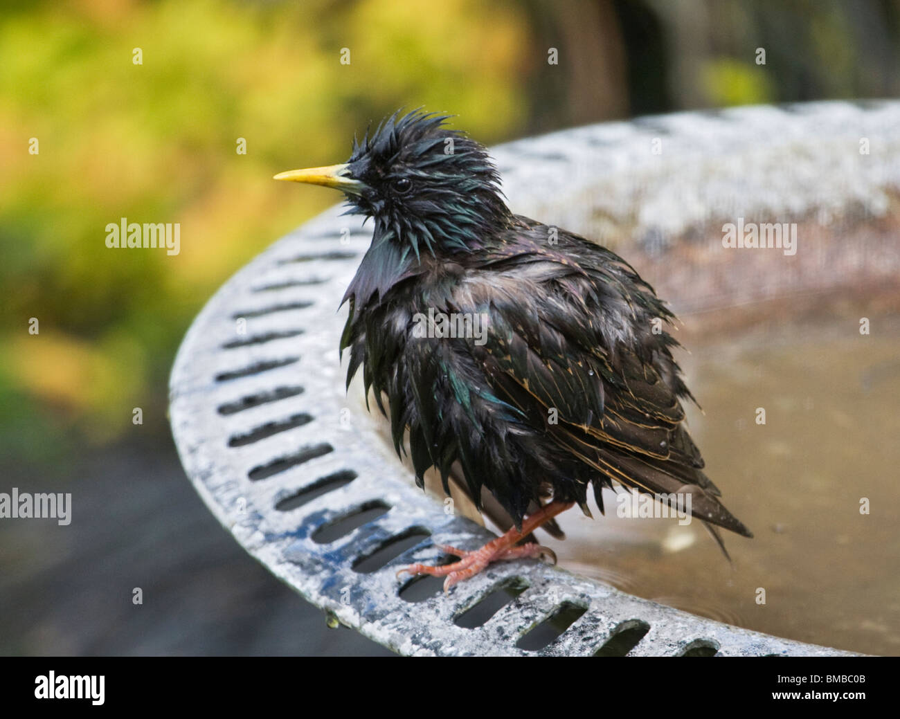 Wet starling hi-res stock photography and images - Alamy
