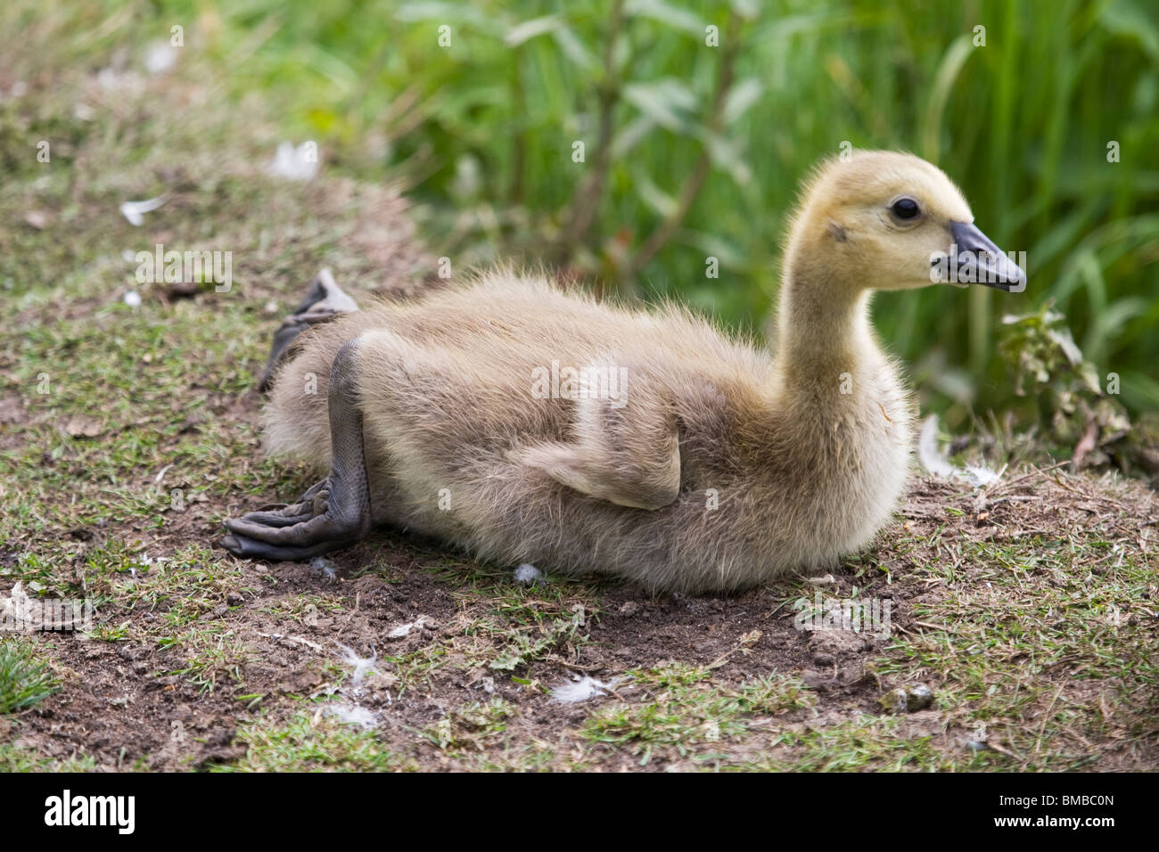 Stretching gosling hi-res stock photography and images - Alamy