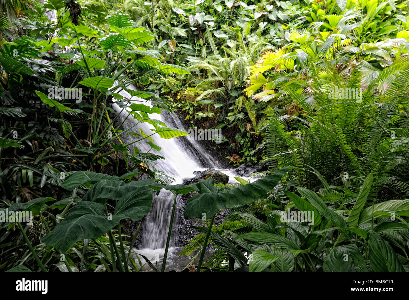 The Eden Project waterfall in the biodome Stock Photo - Alamy