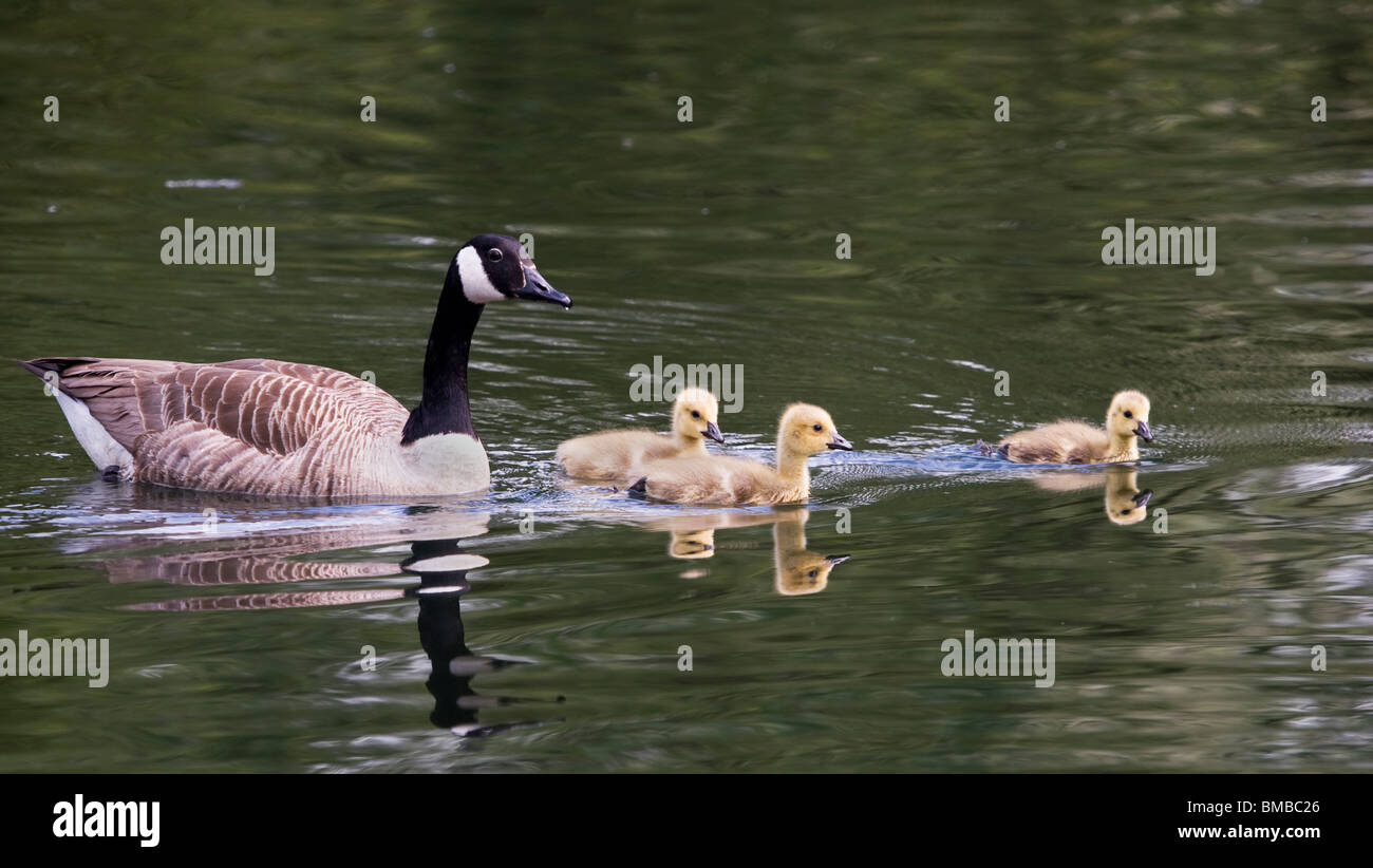 Mother goose and baby goose hi-res stock photography and images - Alamy