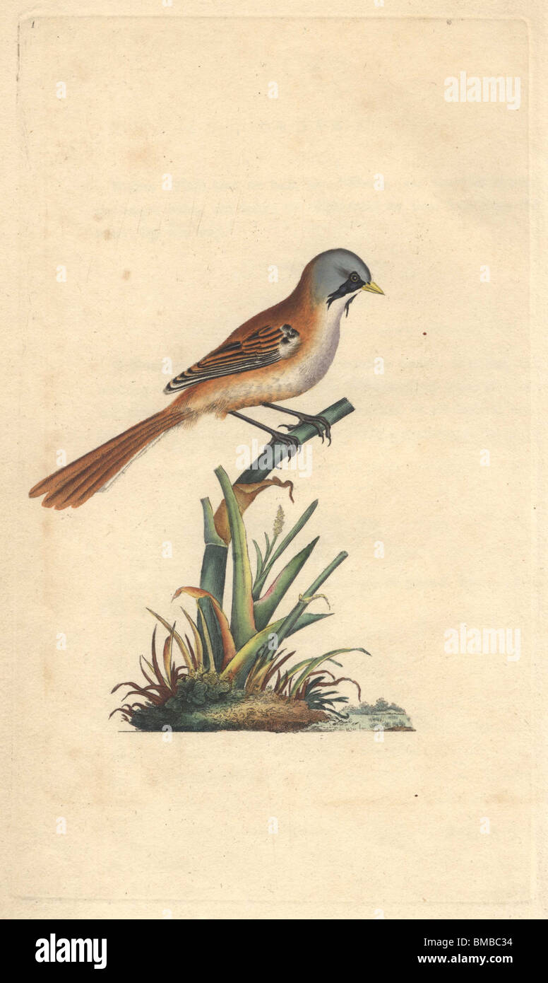 Bearded titmouse or bearded reedling. Panurus biarmicus (Parus ...