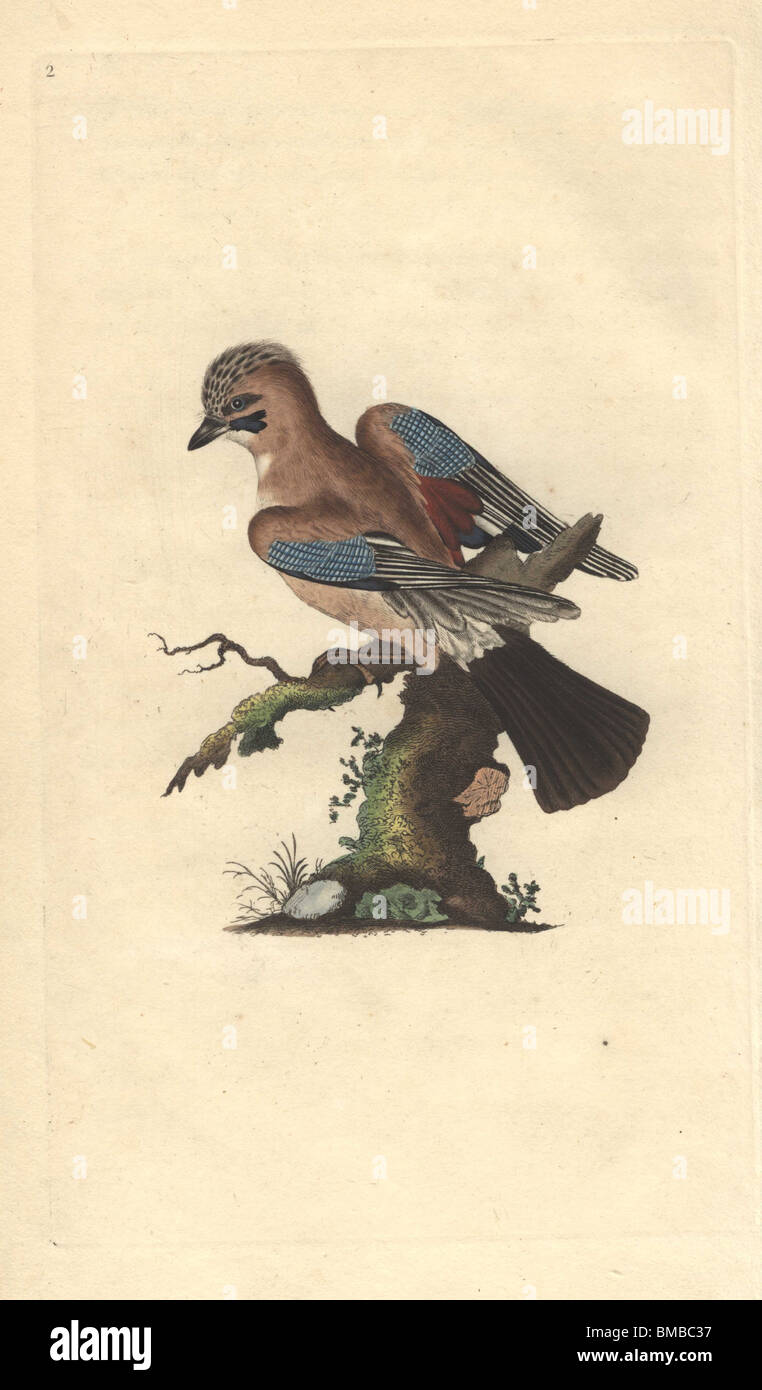 Common Jay or Eurasian Jay with buff, blue and brown plumage. Garrulus ...