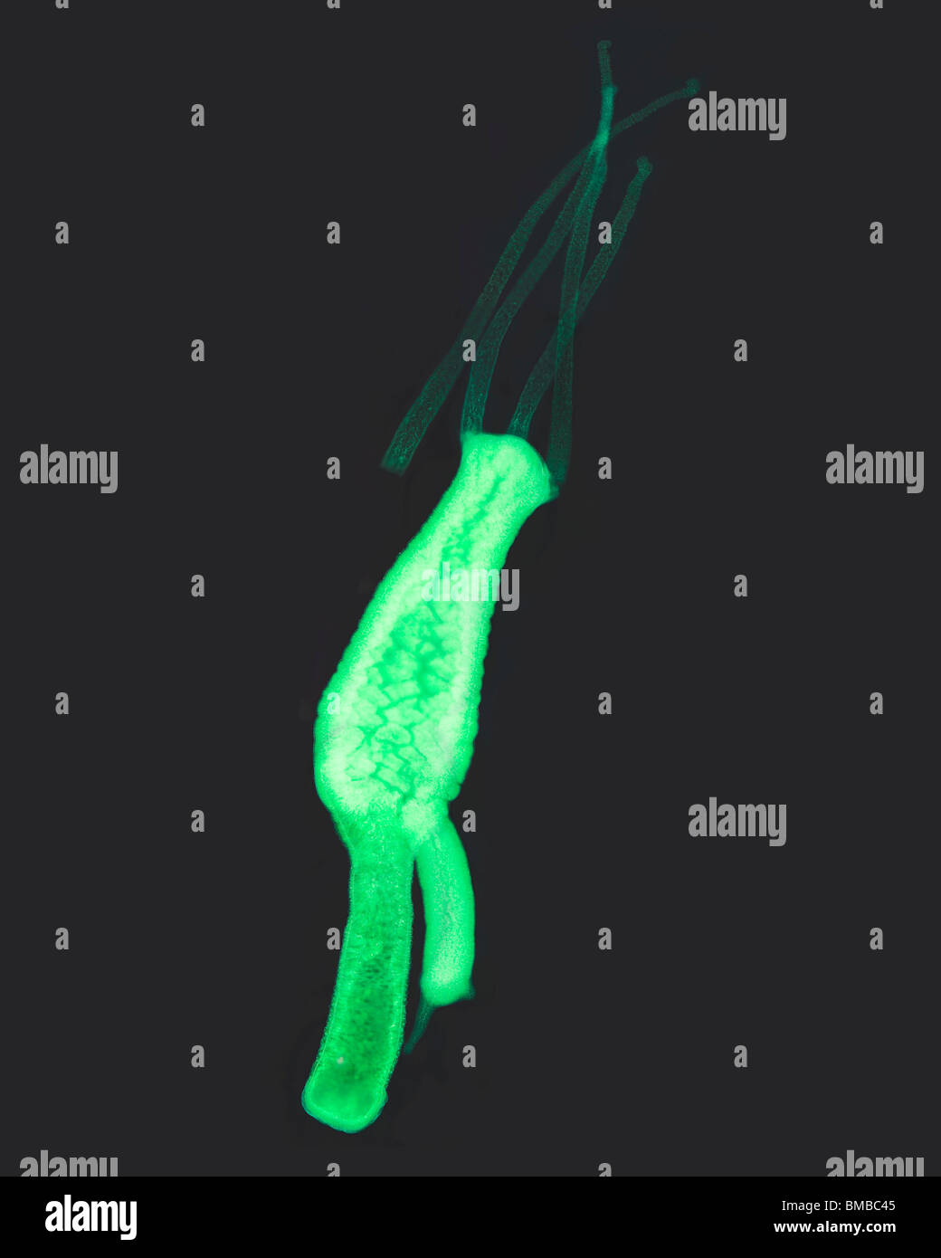 Hydra Microscope High Resolution Stock Photography and Images - Alamy