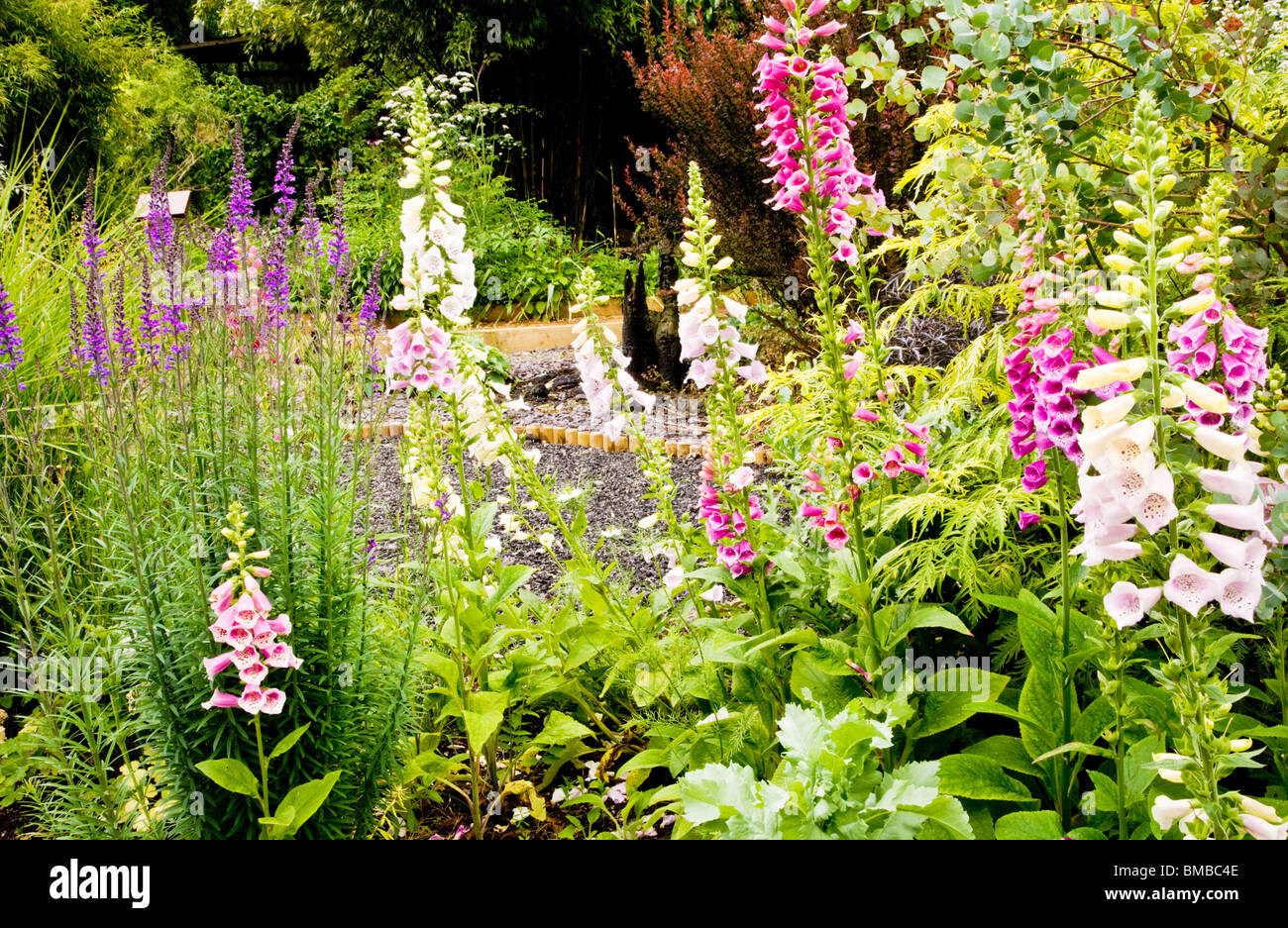 Foxgloves in the Path of Life Garden in the TWIGS gardens in Swindon ...
