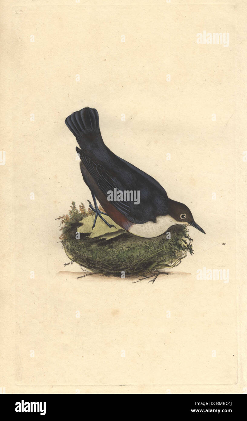 Water ouzel hi-res stock photography and images - Alamy