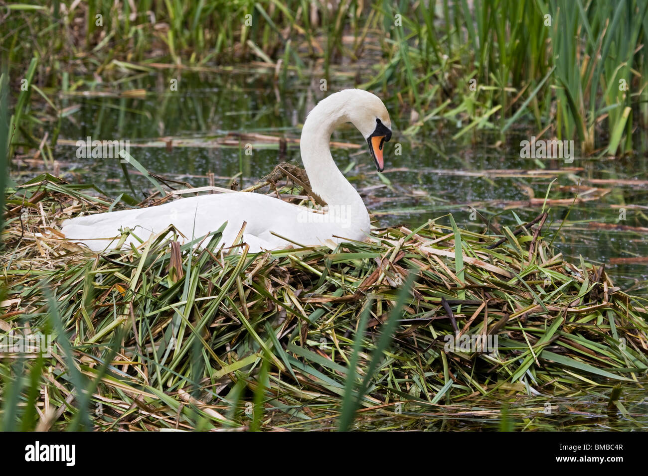 Sitting nest hi-res stock photography and images - Alamy