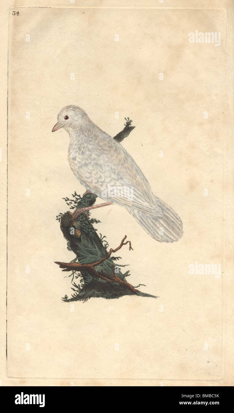 Geai des chênes hi-res stock photography and images - Alamy