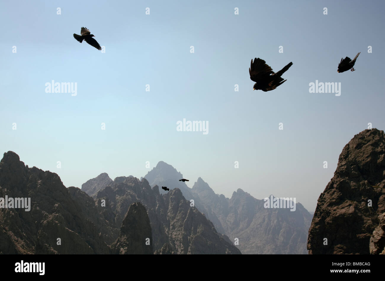 A flock of Alpine Chuff practice their aerial acrobatics at the head of ...