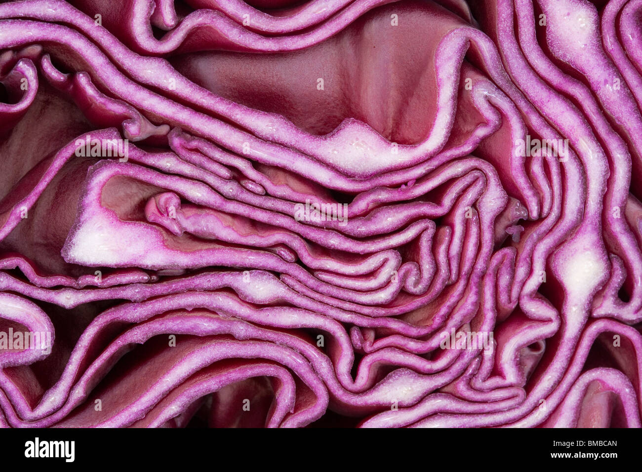 Cabbage white macro hi-res stock photography and images - Alamy