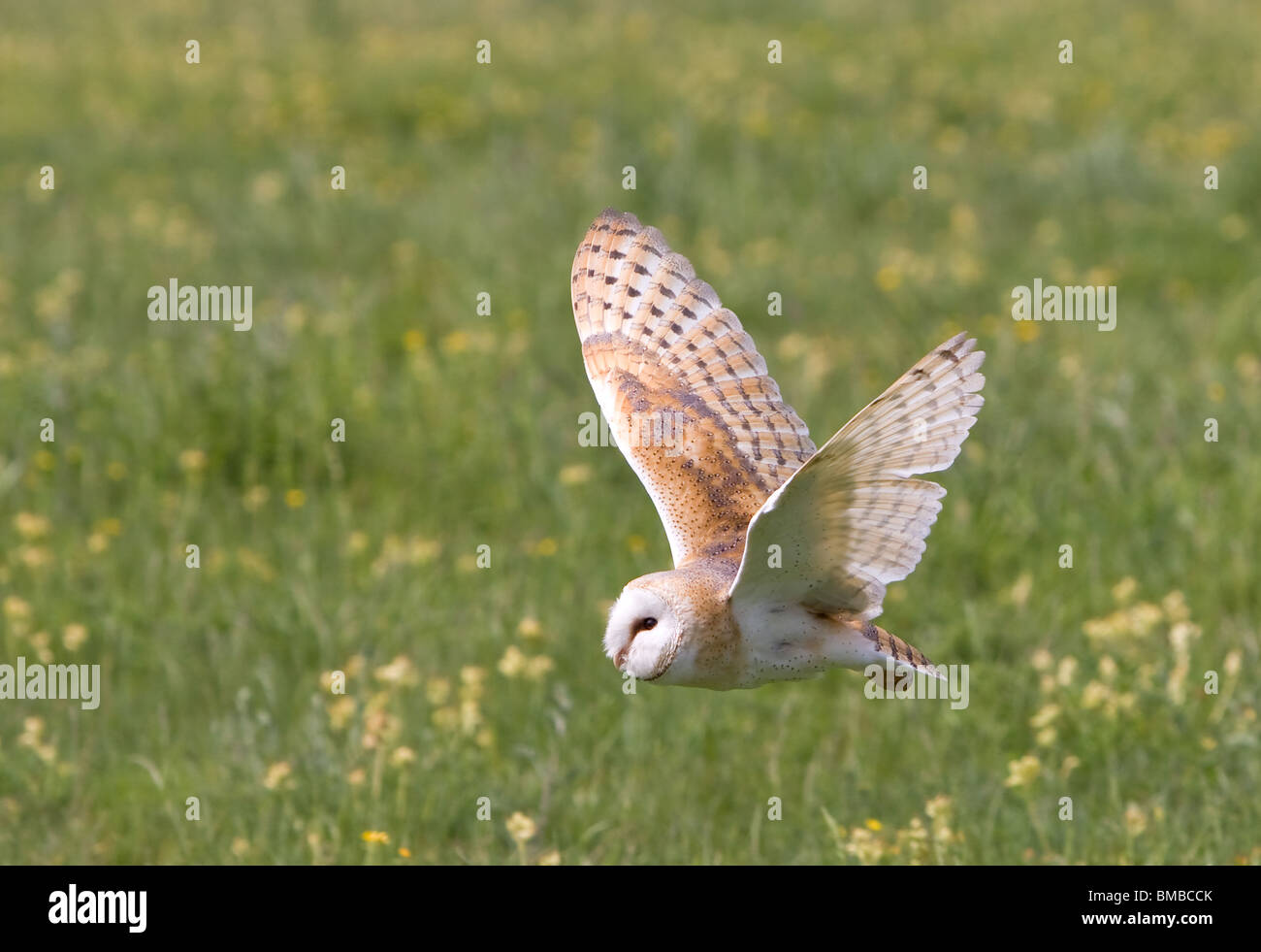 Barn owl in flight Stock Photo - Alamy
