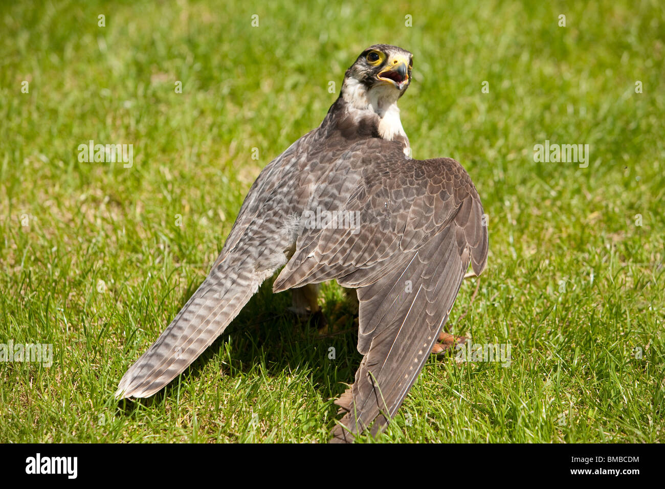 Perrigan Falcon in Captivity at Thorp Perrow Arboratum, Bedale, North ...