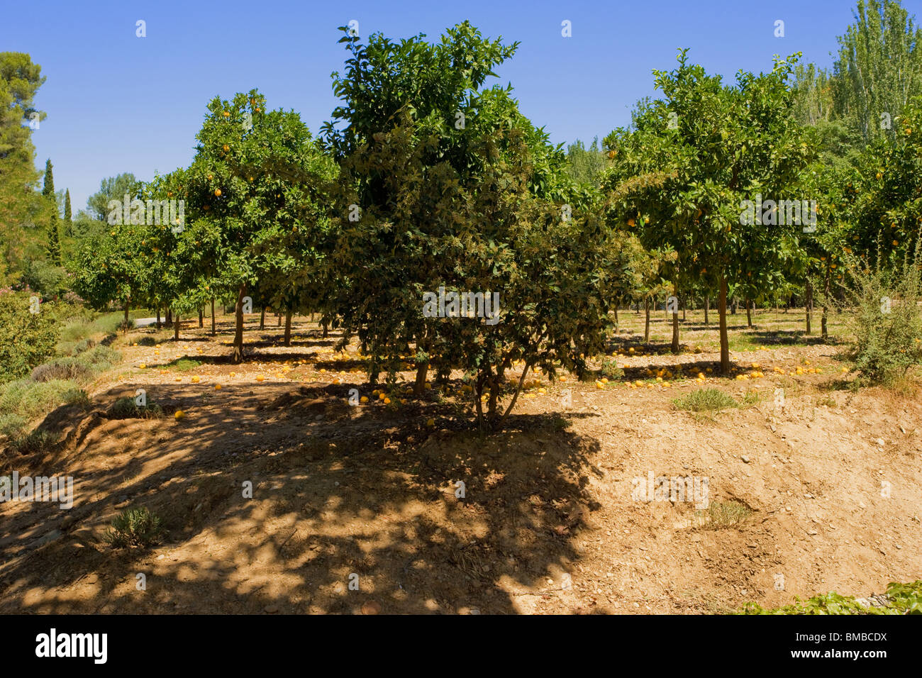 Citrus grove hi-res stock photography and images - Alamy