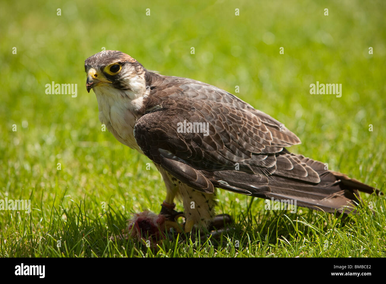 Perrigan Falcon in Captivity at Thorp Perrow Arboratum, Bedale, North ...