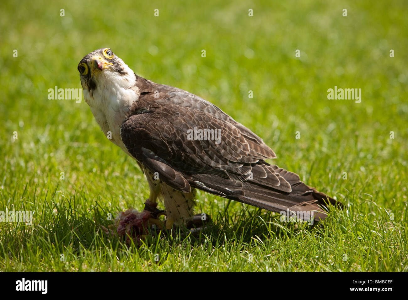Perrigan Falcon in Captivity at Thorp Perrow Arboratum, Bedale, North ...