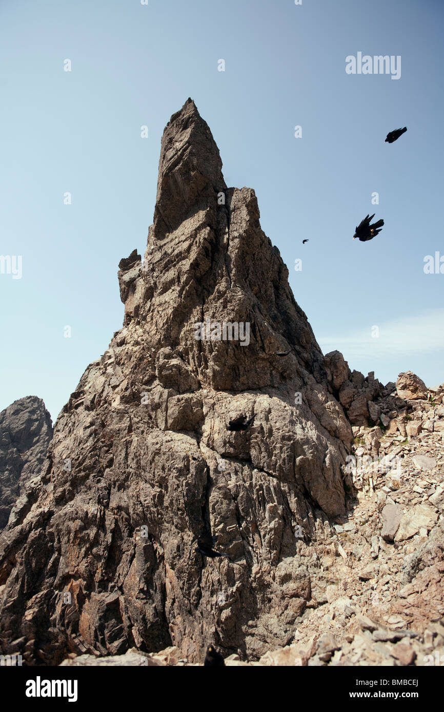 A flock of Alpine Chuff practice their aerial acrobatics at the head of ...