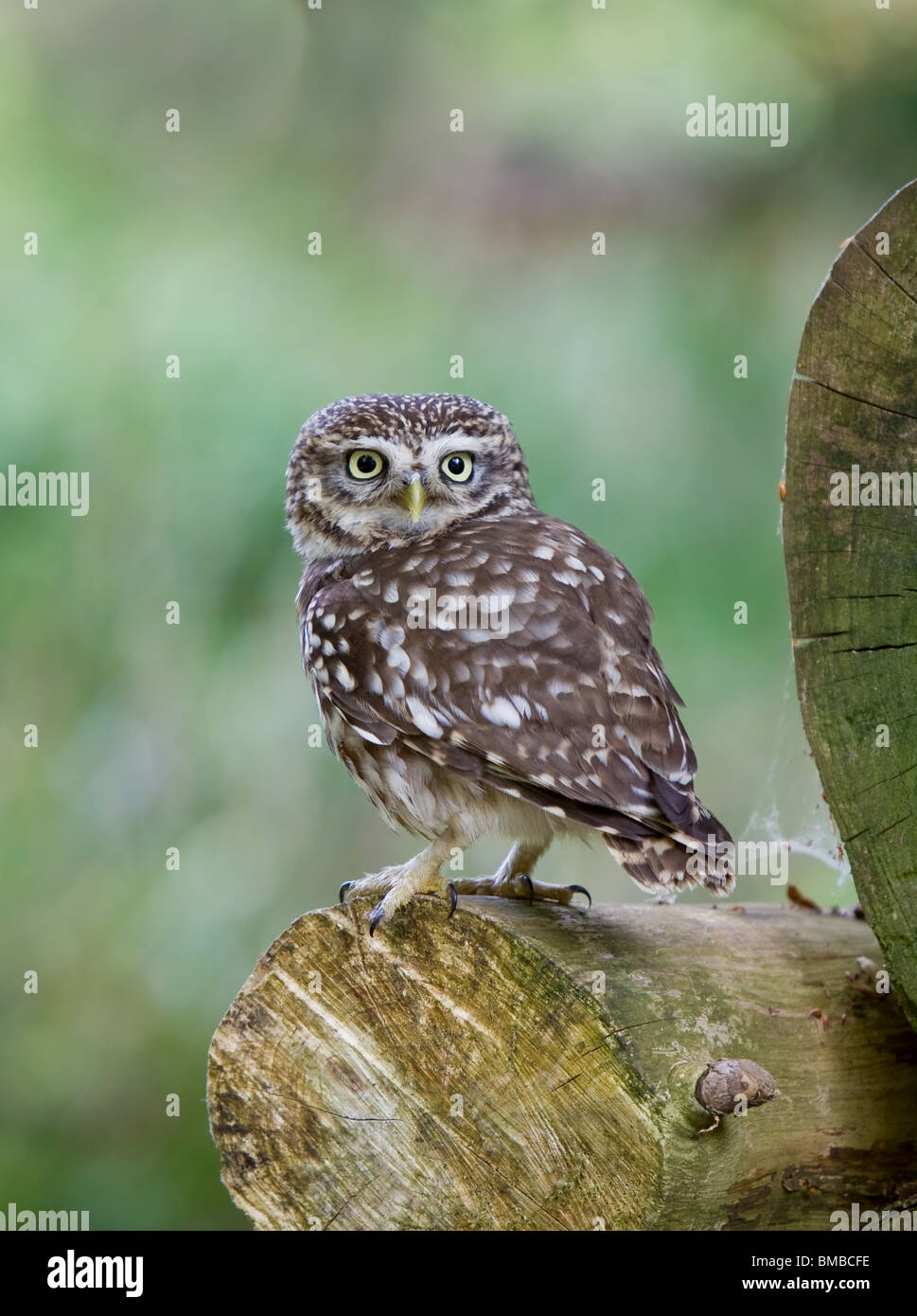 Little owl perched on log pile Stock Photo - Alamy
