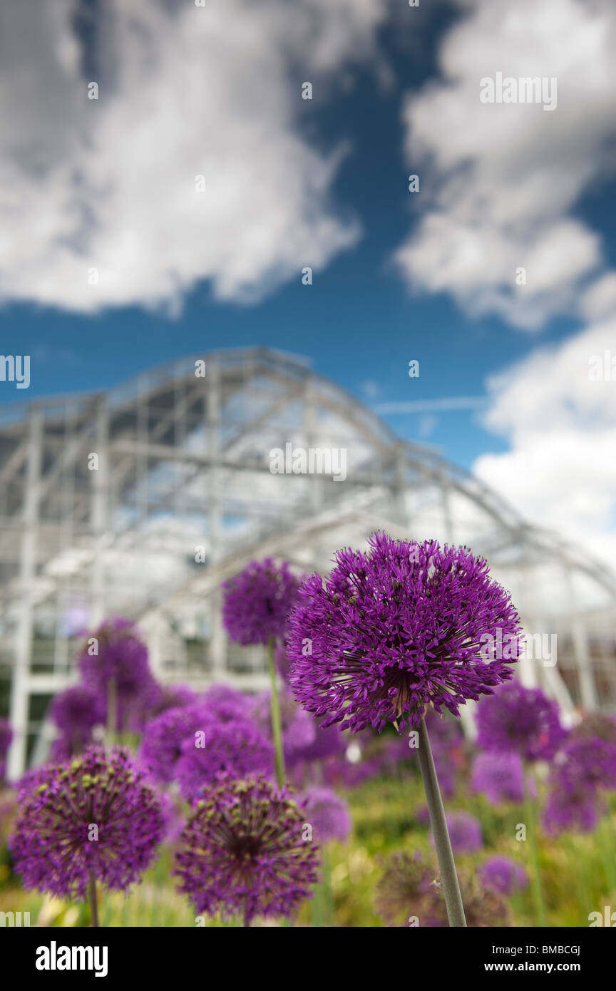 Allium hollandicum 'Purple Sensation'. Ornamental Onion flowers in ...
