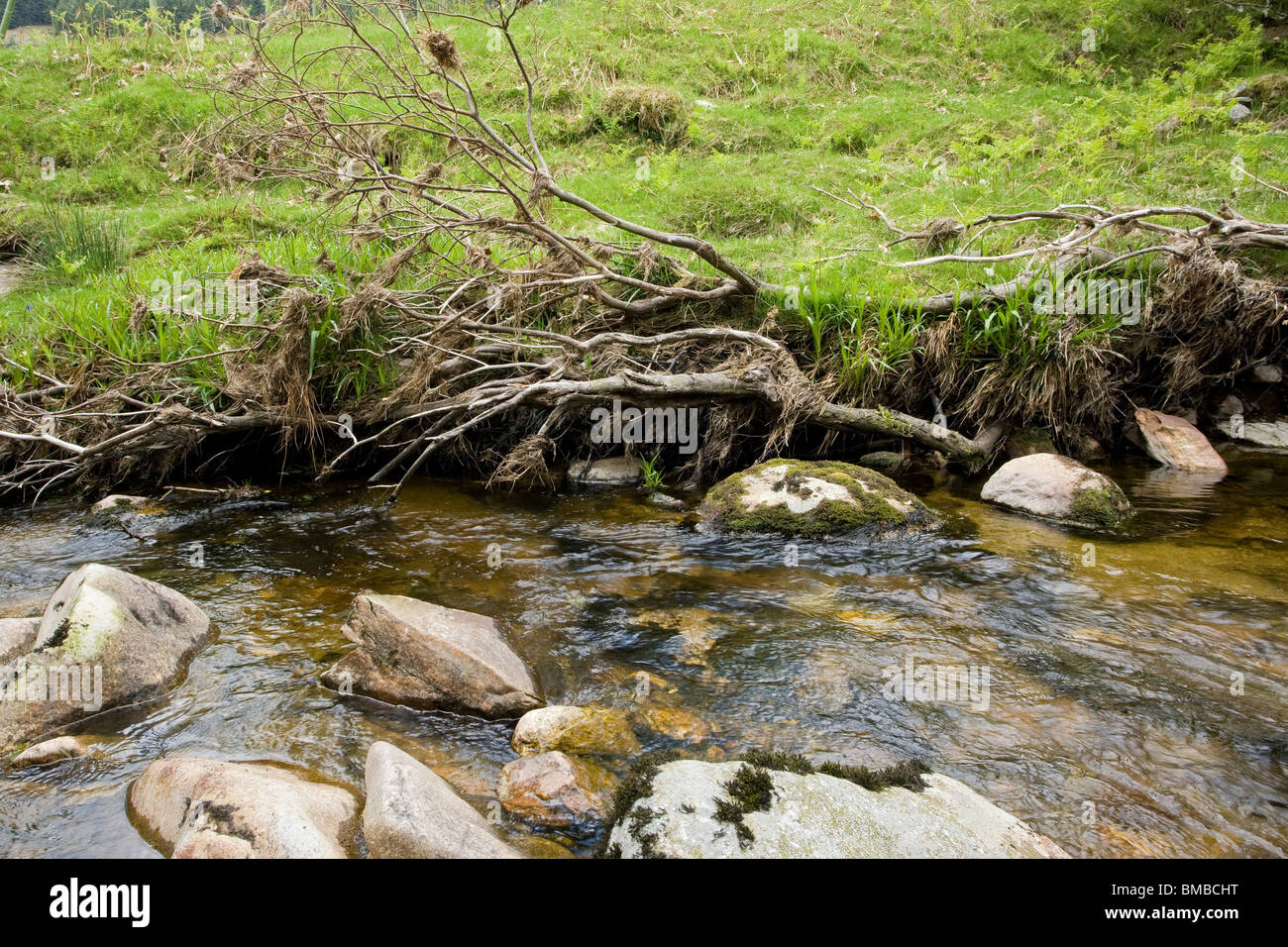 Trees roots stream water hi-res stock photography and images - Alamy