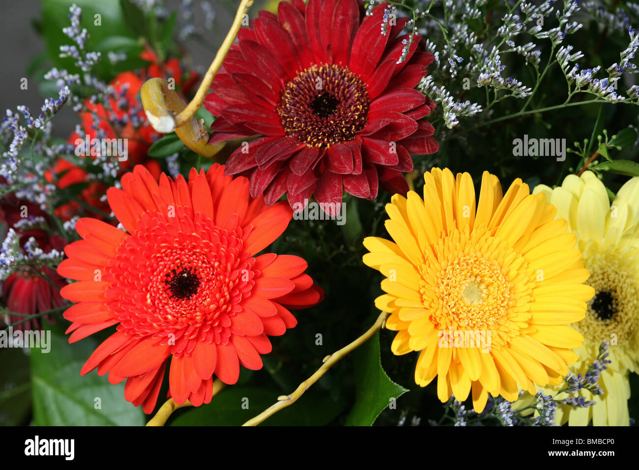 Gerbera daisy capitulum hi-res stock photography and images - Alamy