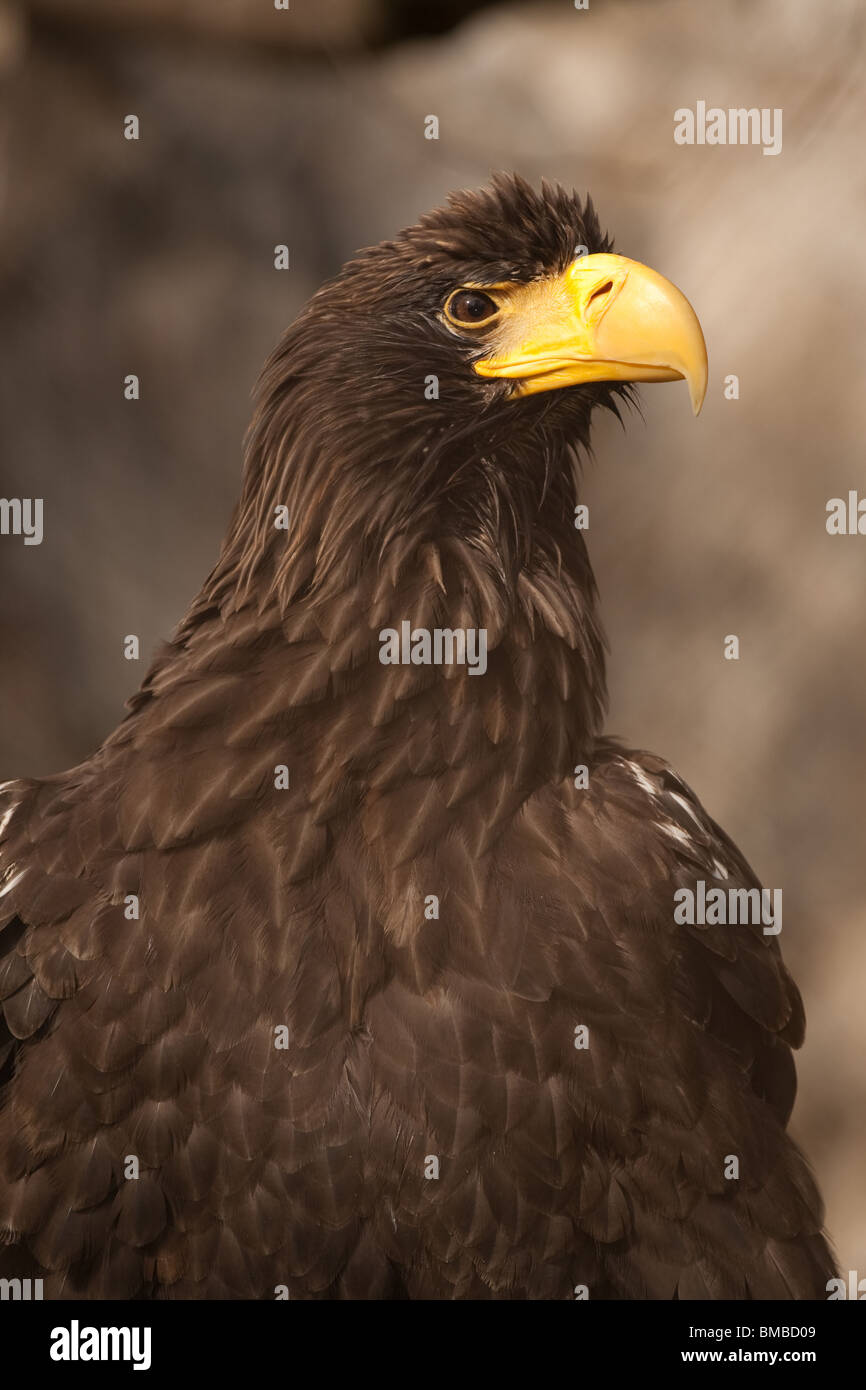 Eagle bald raptor bird endangered zoo hi-res stock photography and ...