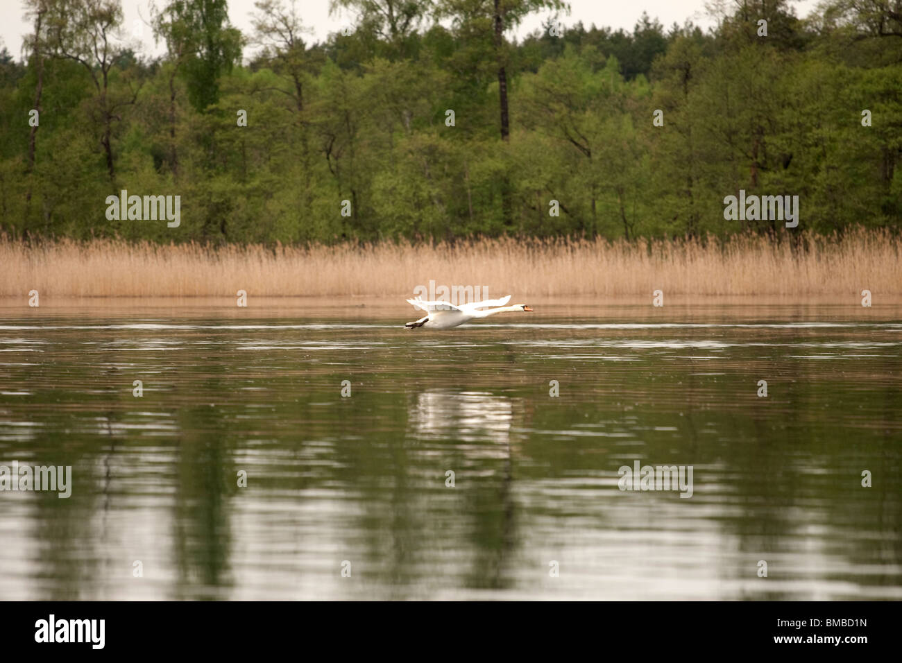 Swan flying under the water, Dominickie lake Stock Photo - Alamy